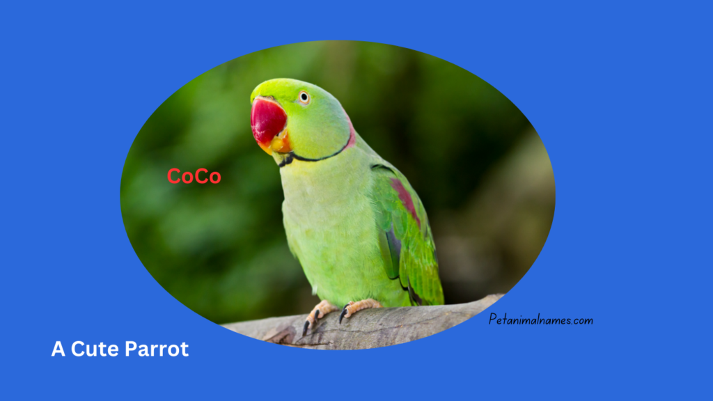 Best Parrot Names: 450+ Unique, Cute, and Funny Name Ideas