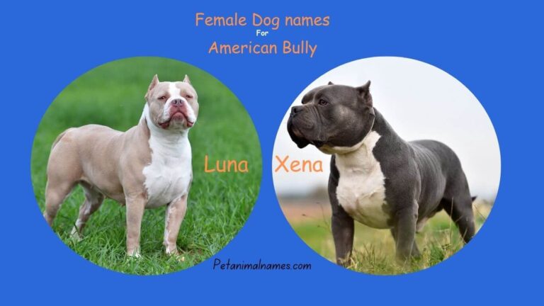 Female Dog Names For American Bully | 200+Unique| Strong