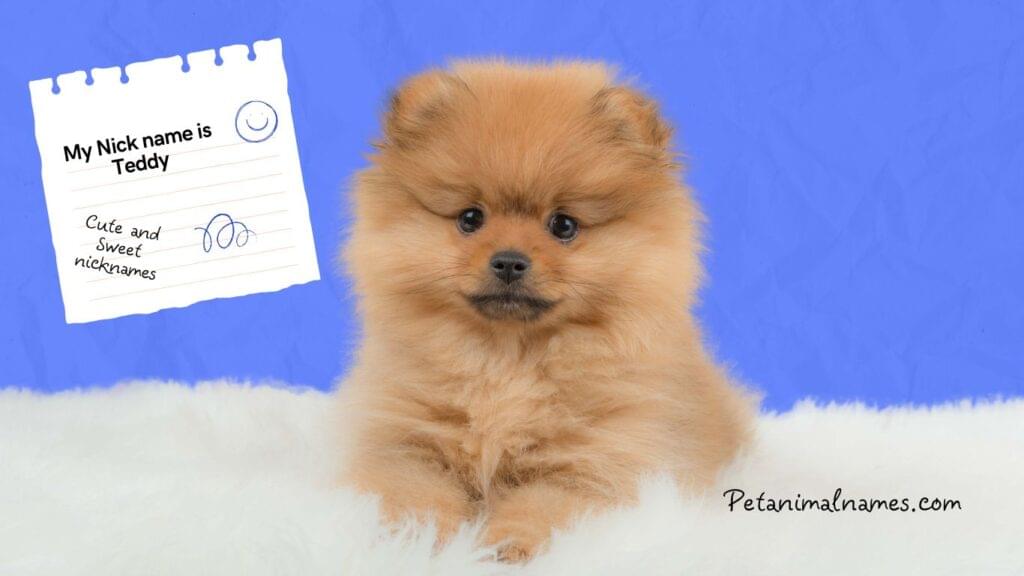 Best 250+ Dog nicknames| Cute, Funny, Unique And Trending