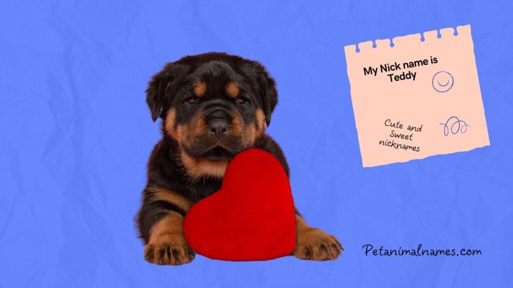 Best 250+ Dog nicknames| Cute, Funny, Unique And Trending